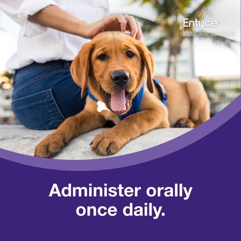Entyce 30 mg/ml Capromorelin Oral Solution for Dogs | Giant Eagle Pet ...