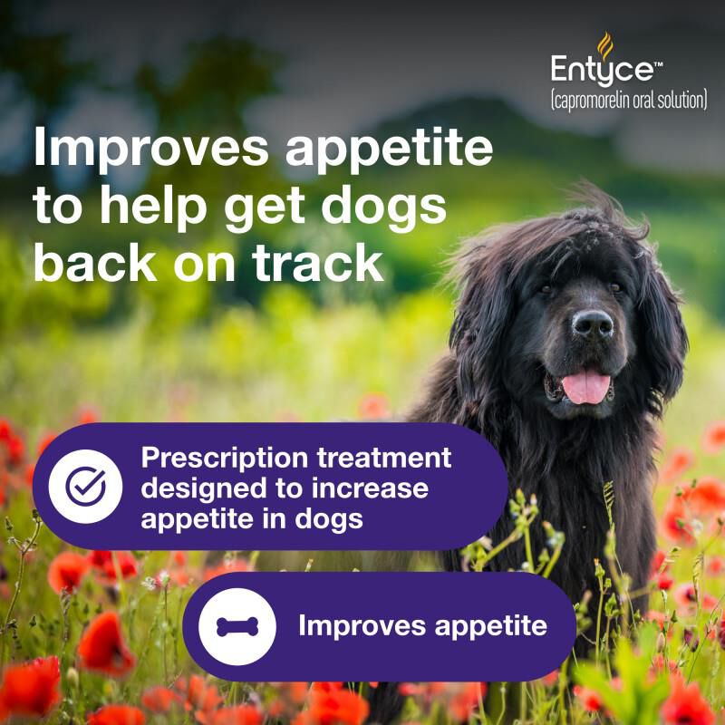Entyce 30 mg/ml Capromorelin Oral Solution for Dogs | Giant Eagle Pet ...