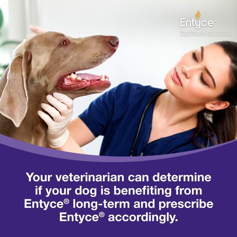 Entyce 30 mg/ml Capromorelin Oral Solution for Dogs | Giant Eagle Pet ...